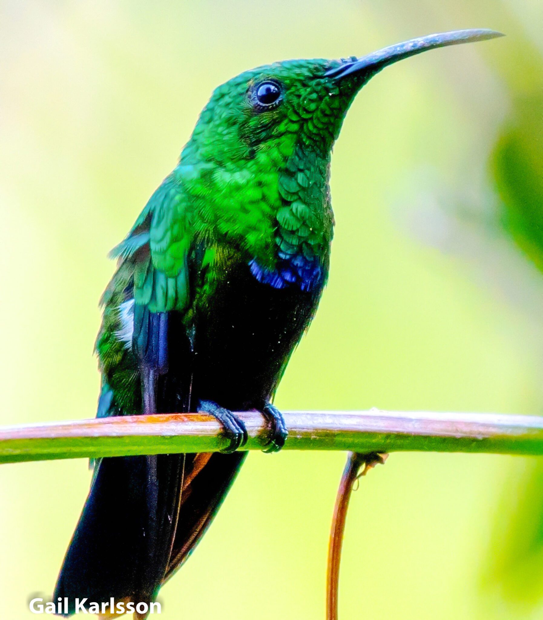 Birds - Friends of Virgin Islands National Park