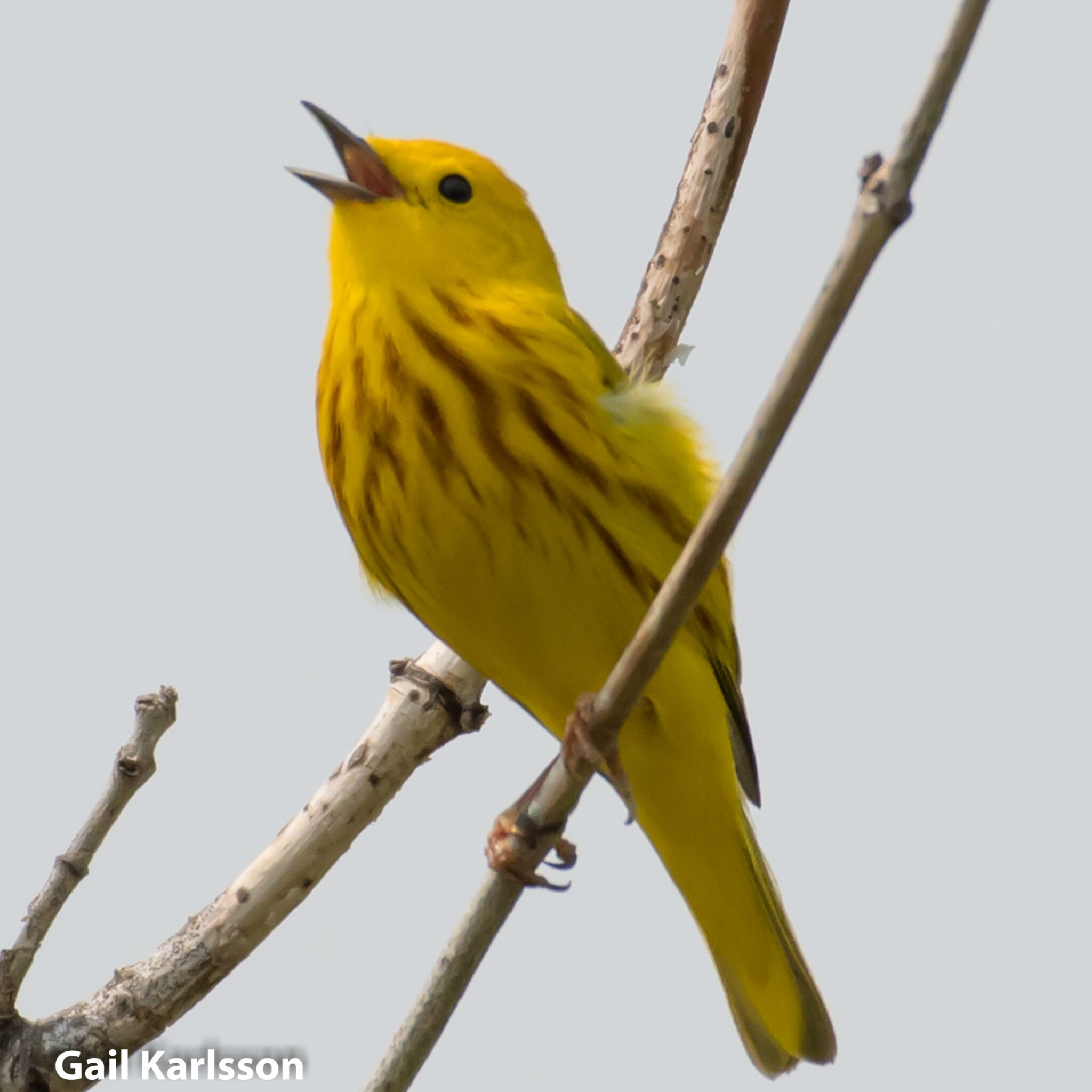 Birds - Friends of Virgin Islands National Park