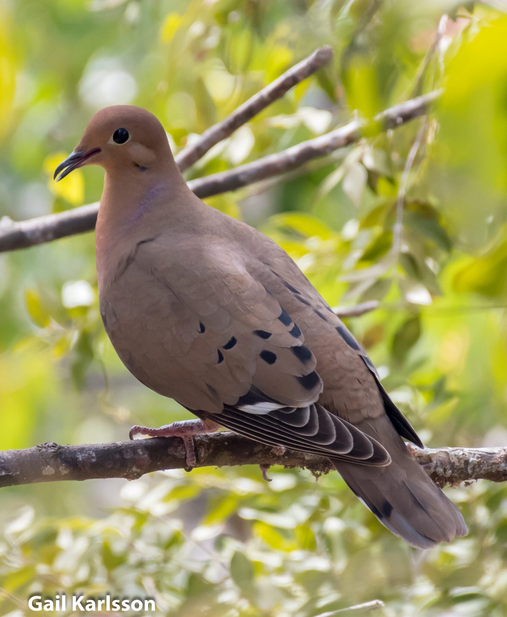 Birds - Friends of Virgin Islands National Park