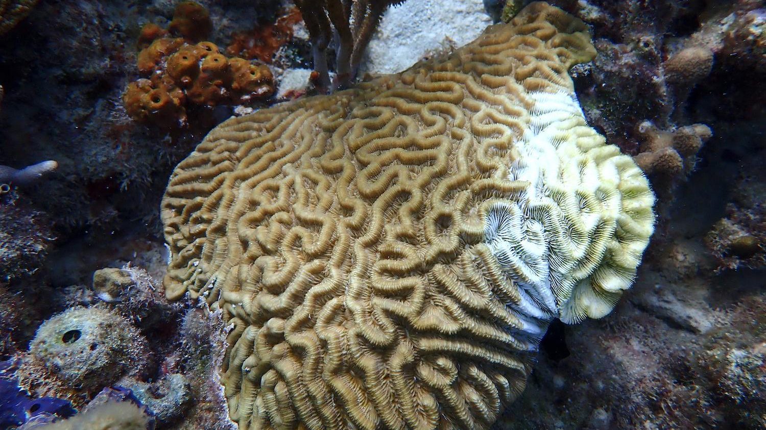 Coral Disease Represents Ecological Crisis Greater Than 1988 ...