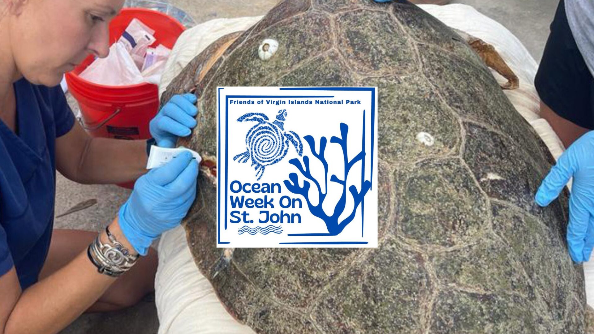 Friends Ocean Week Celebrates The Waters Around Our Islands - Friends ...