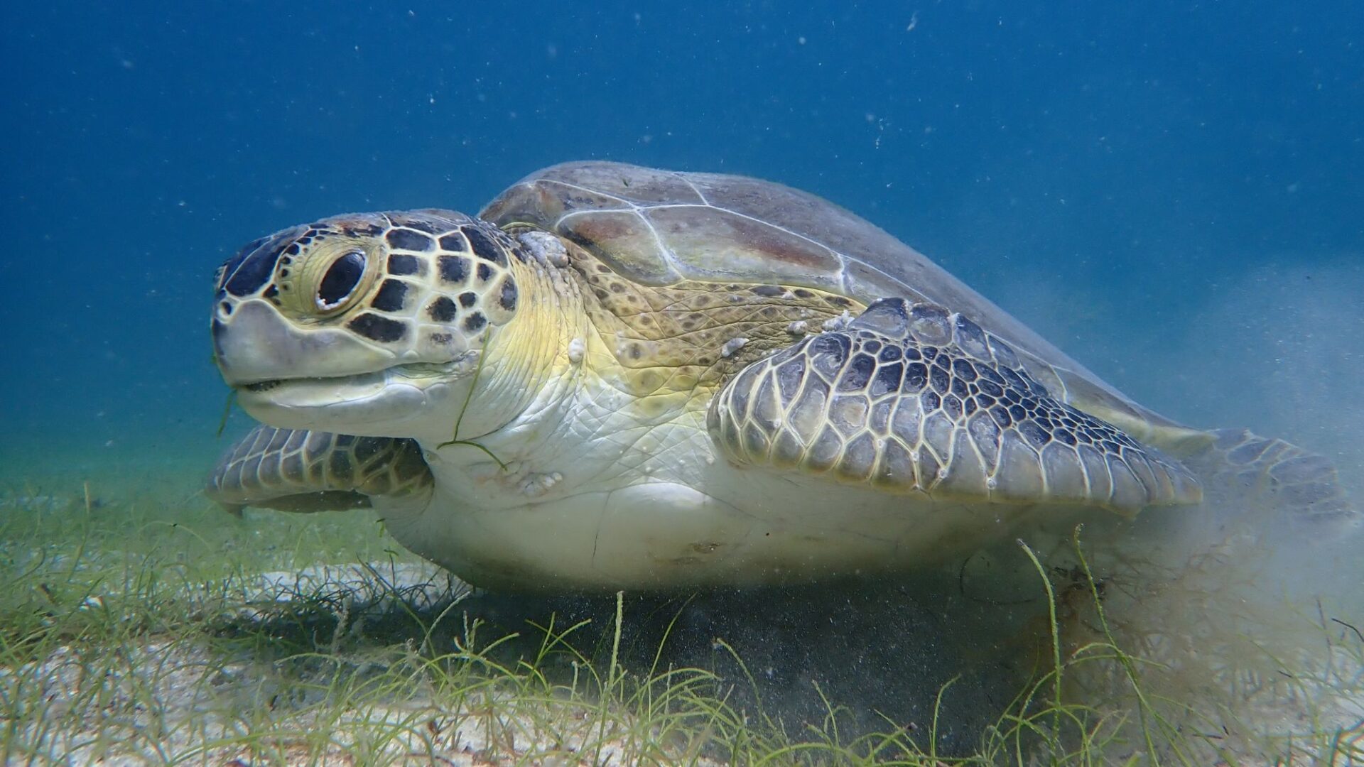 Friends Sea Turtle Program Research Published In Marine Turtle ...